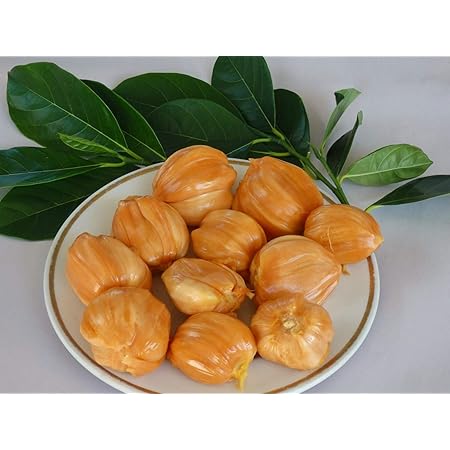 Creative Farmer Live Plant Jack Fruit Jackfruit Dwarf Fast-Growing Tree ...