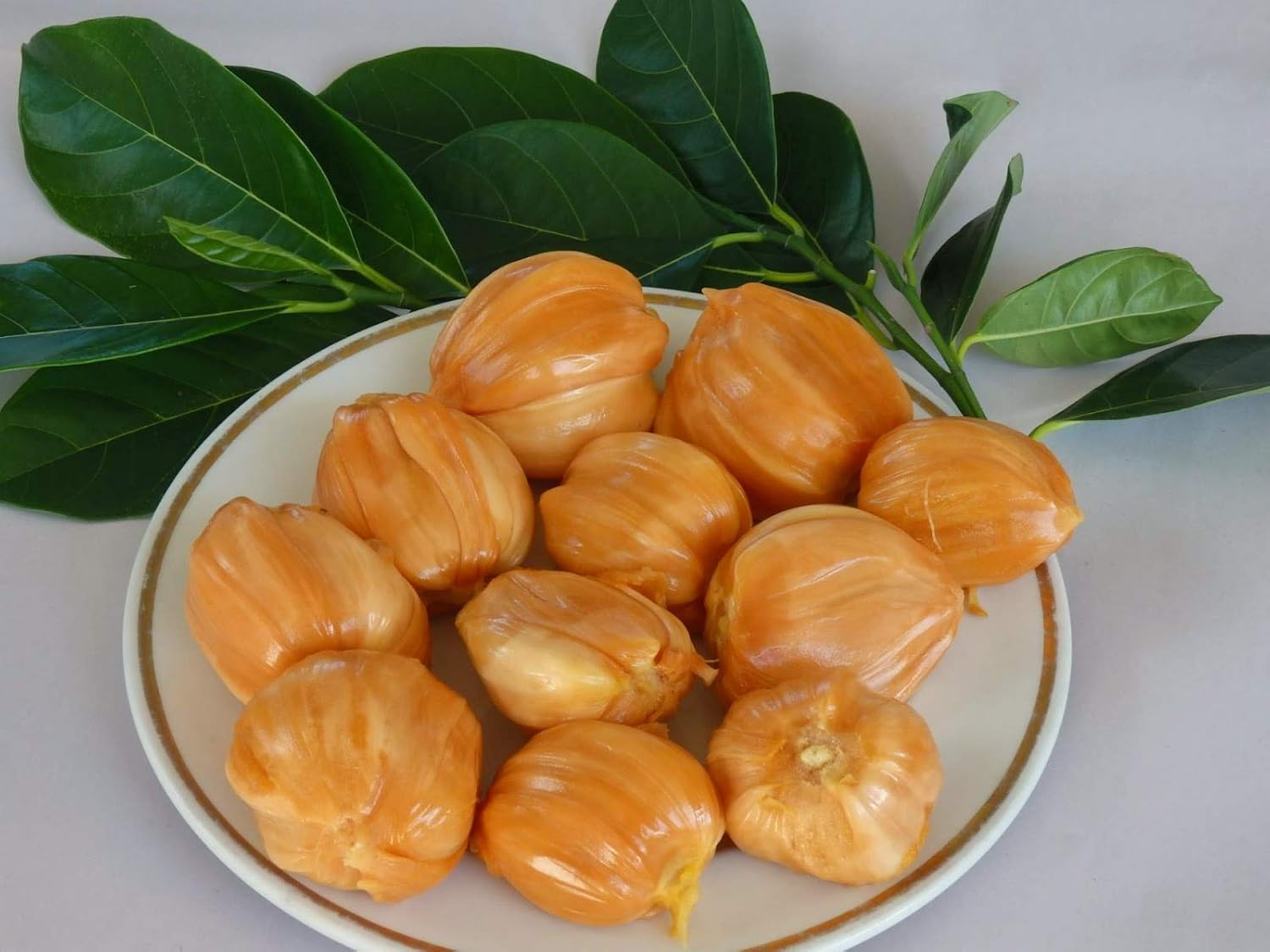 Creative Farmer Live Plant Jack Fruit Jackfruit Dwarf Fast-Growing Tree ...