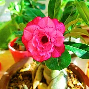 Rose Du DéSert Rose Du Desert Plante En Pot Adenium Obesum Caudex ...