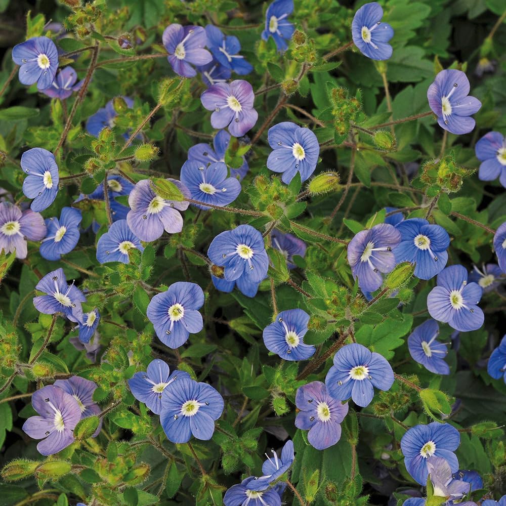 Veronica 'Georgia Blue'. Plug Plants x 4. Perennial Creeping Speedwell ...