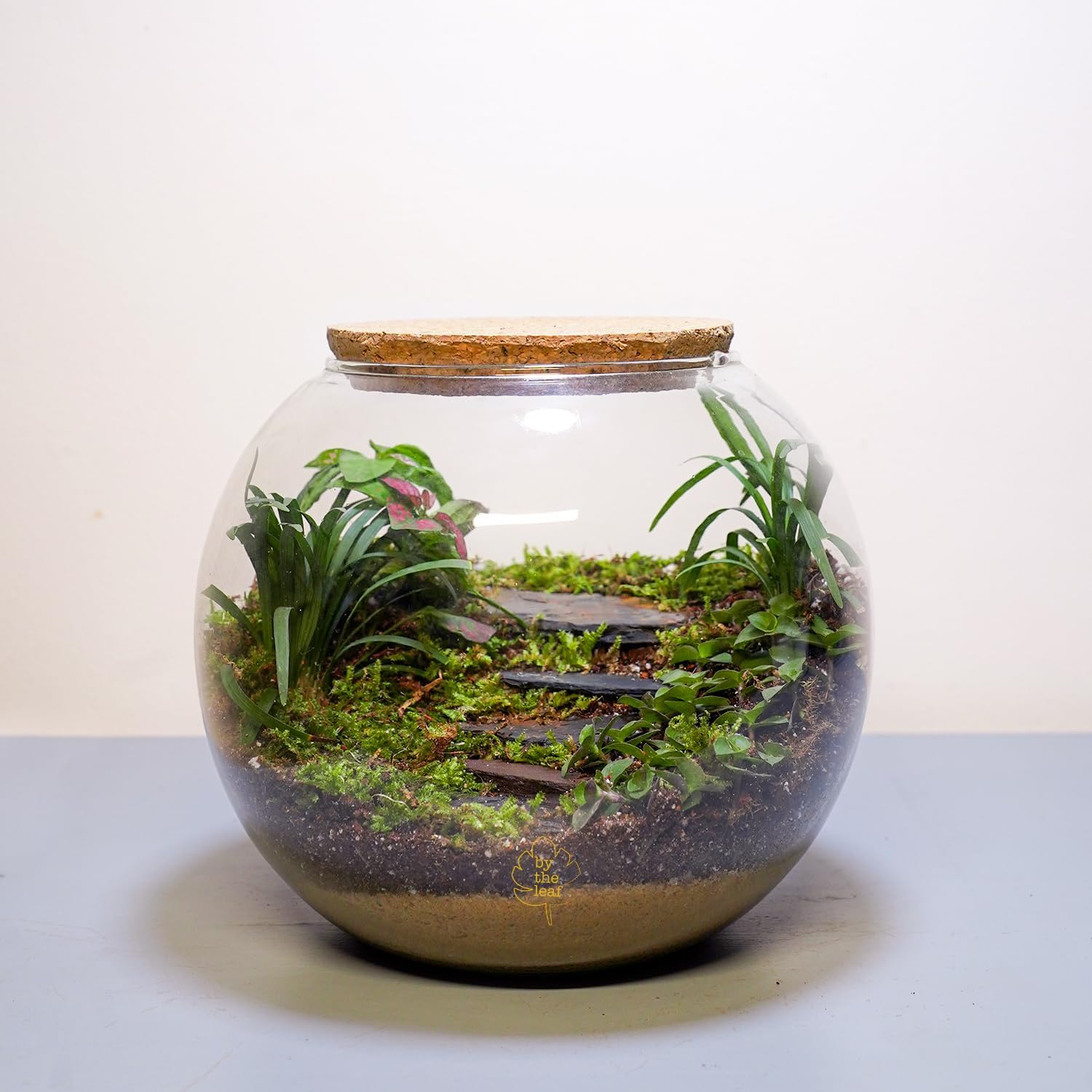 ByTheLeaf DIY Terrarium Kit with Live Plants and Moss : Amazon.in: Home ...