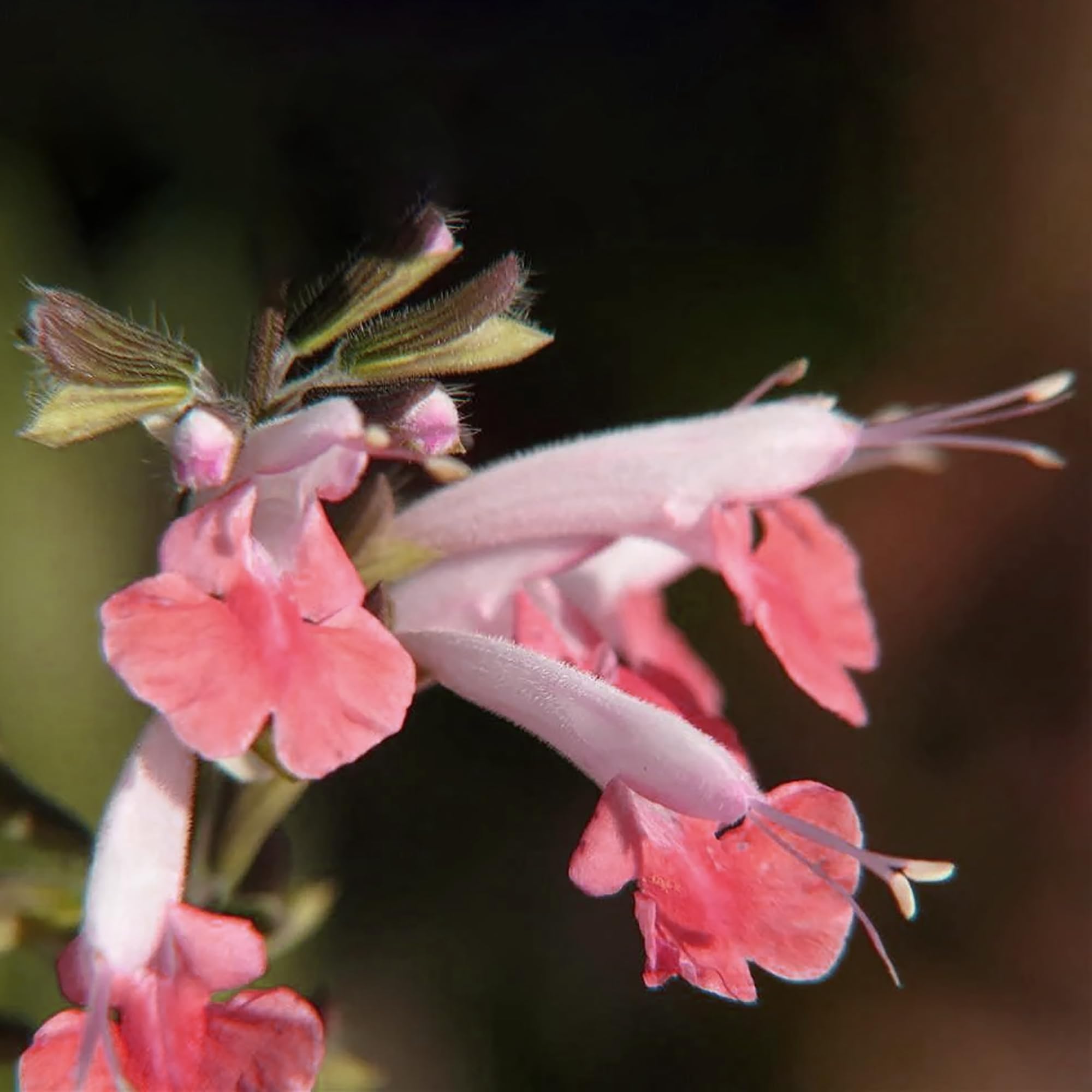 Salvia Greggii Rose Pink