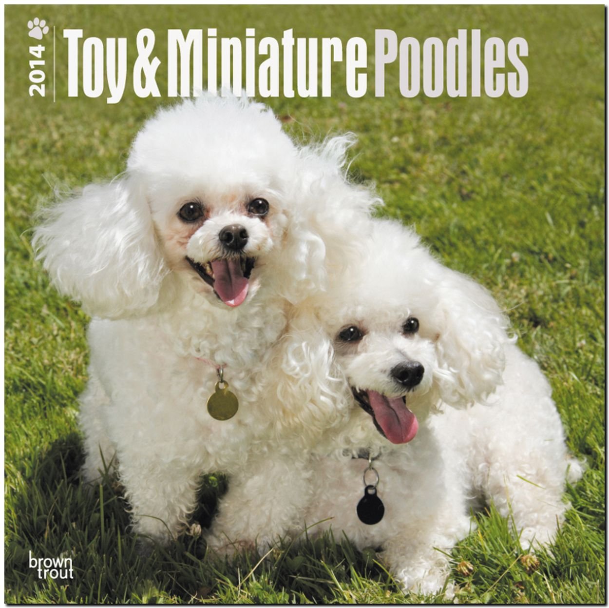 Toy & Miniature Poodles 18-Month 2014 Calendar: NOT A BOOK ...