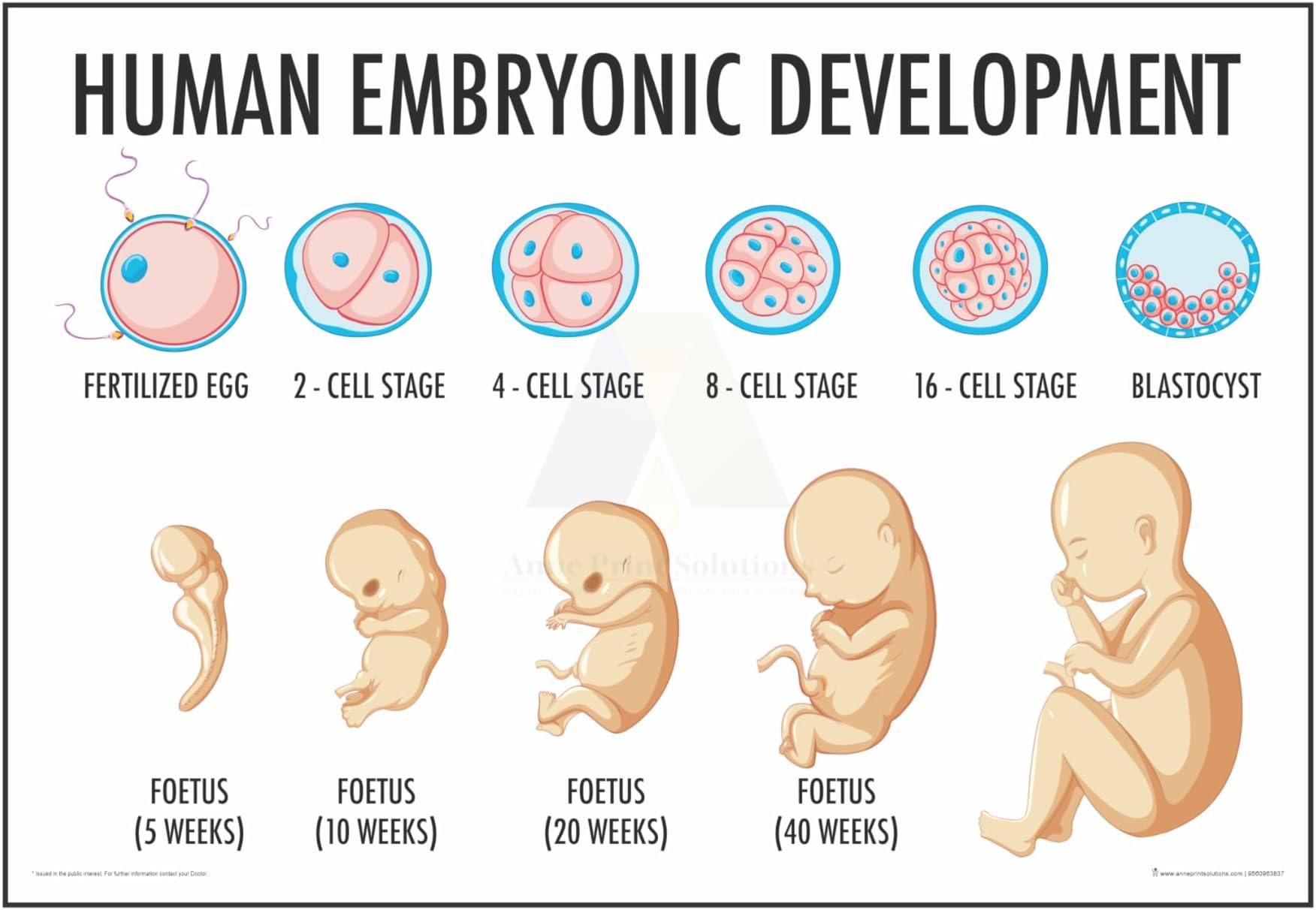 Anne Print Solutions® Human embryonic development Posters For Hospital ...