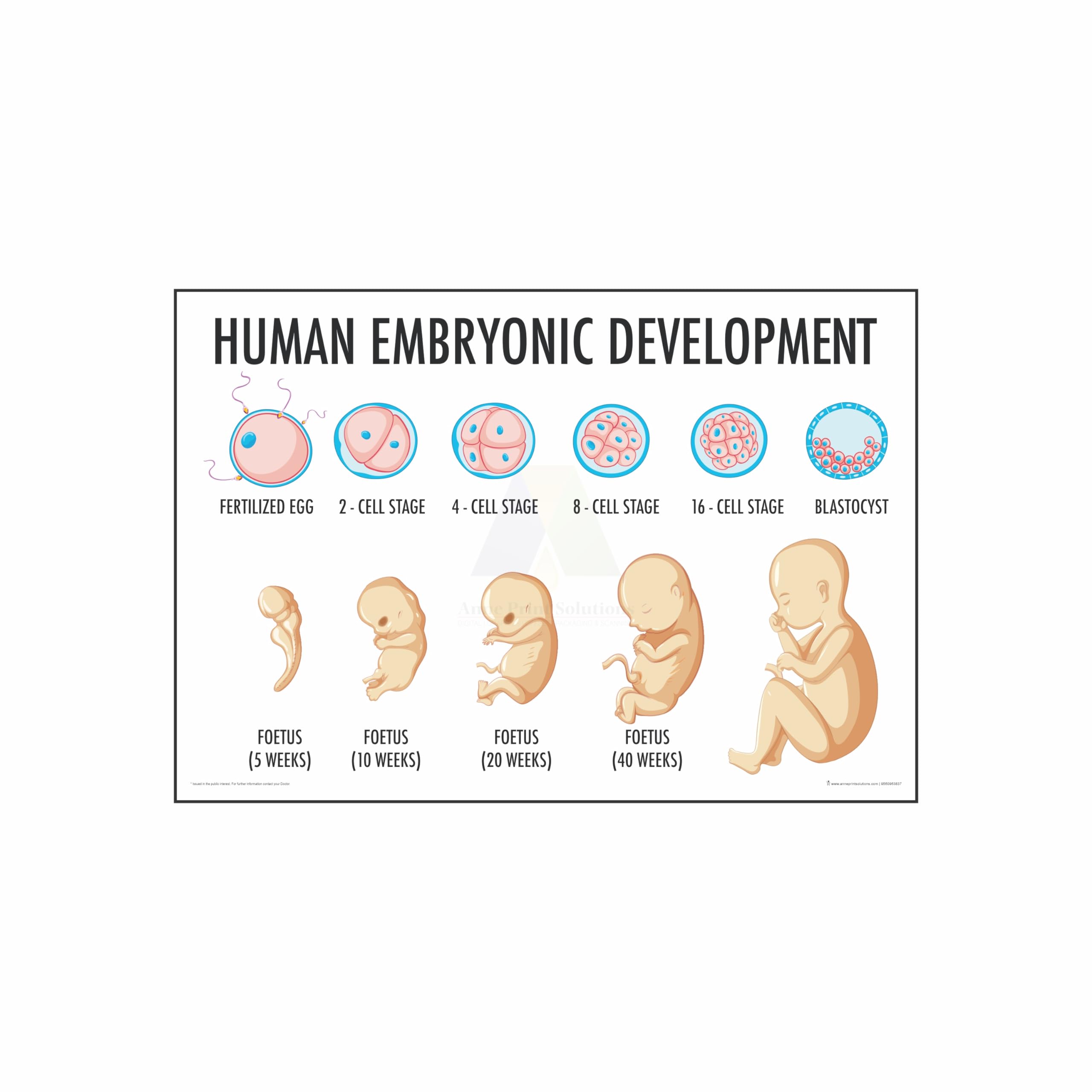 Anne Print Solutions® Human embryonic development Posters For Hospital ...
