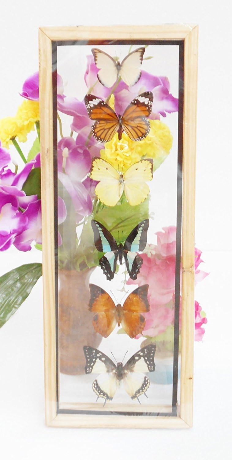 Amazon.com - Insectfarm 6 Real Mixed Butterflies Taxidermy Double Glass ...