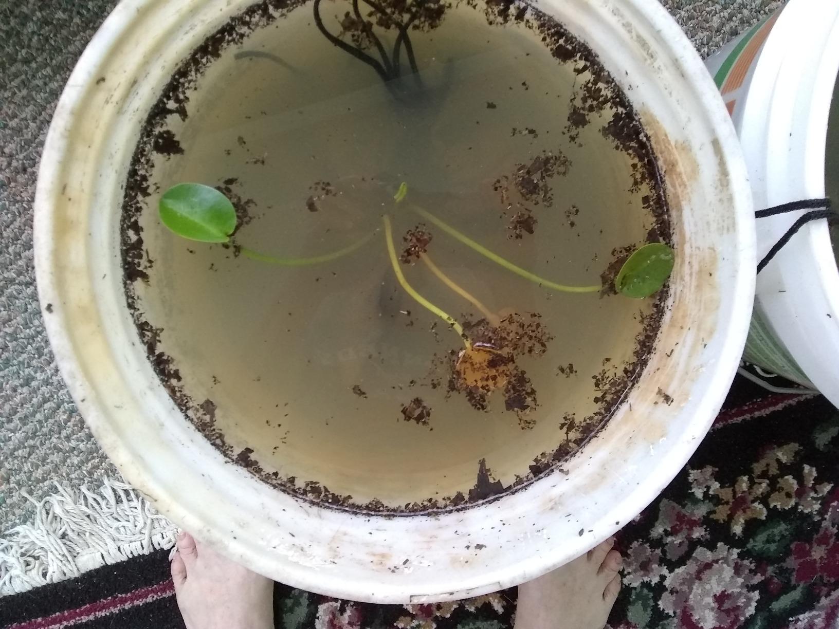 Amazon.com : MICROBE-LIFT MLCAPM20 Concentrated Aquatic Planting Media ...