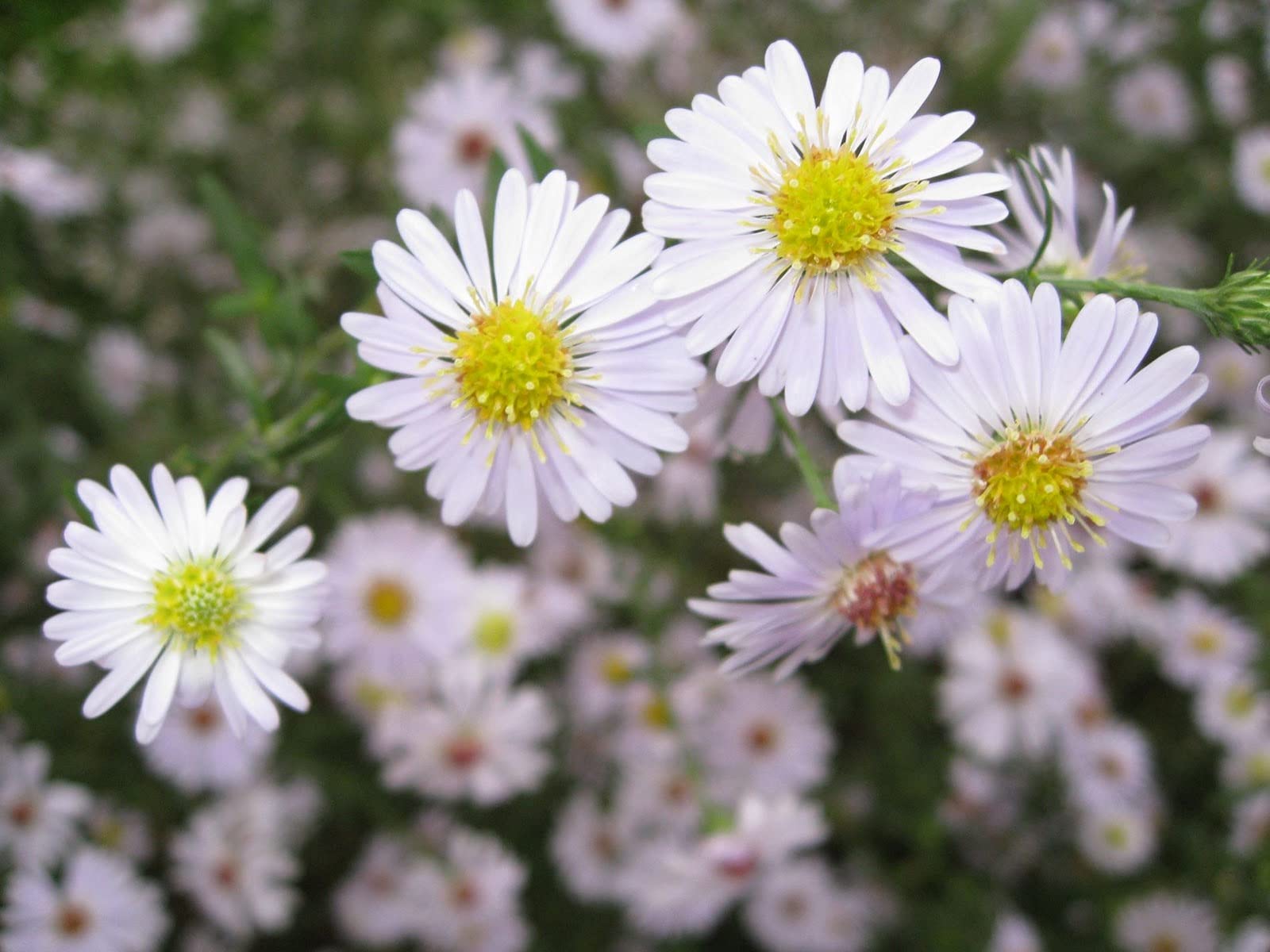 White Aster Flower