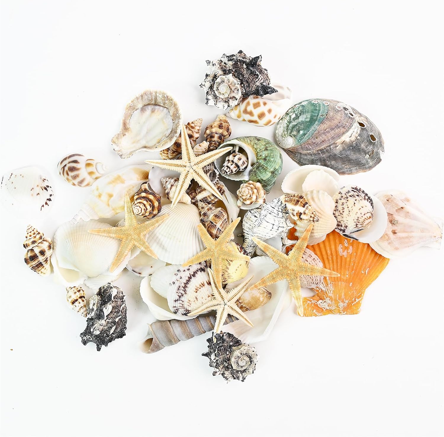 Amazon.com: QVYQVY Natural Seashells Conch and 5pcs Natural Starfish ...