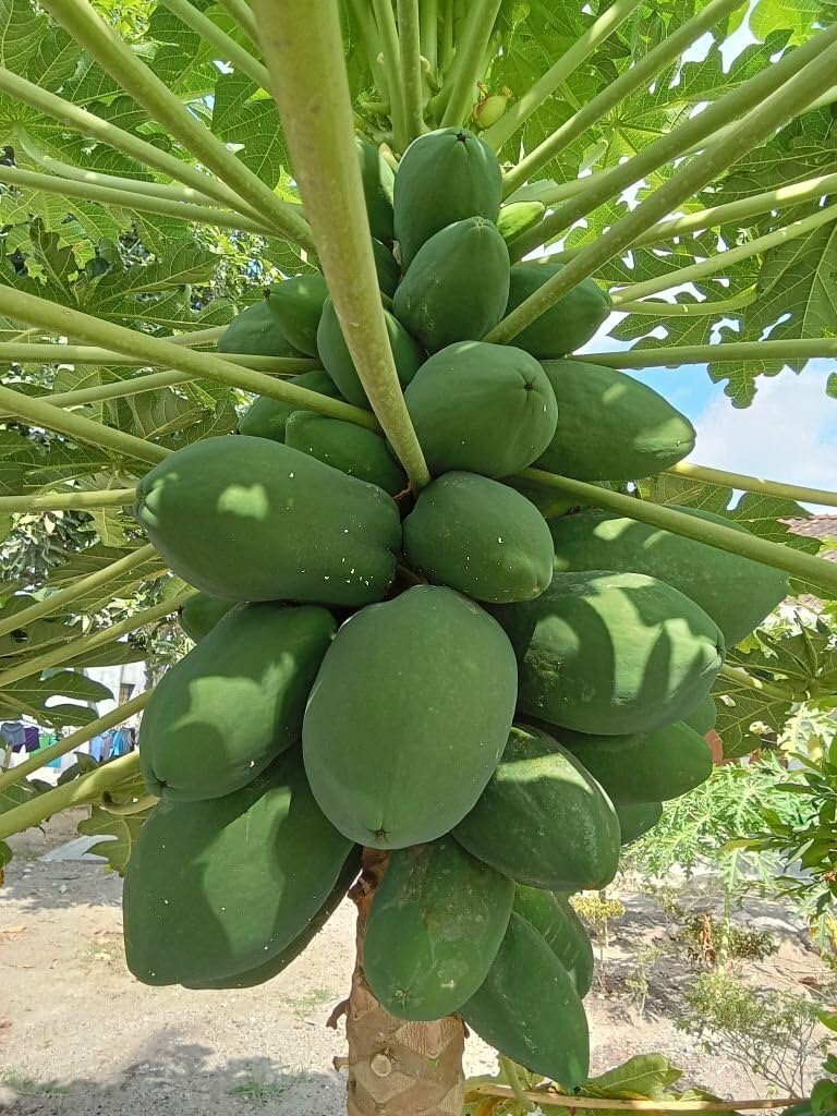 Dwarf papaya plant seeds pack of 970 : Amazon.in: Garden & Outdoors