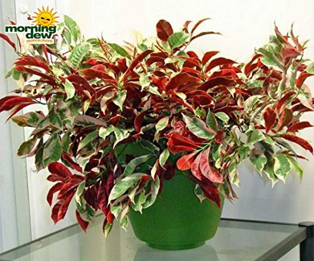 Creative Farmer Live House Plant Chinese Croton Picara Compact Border ...