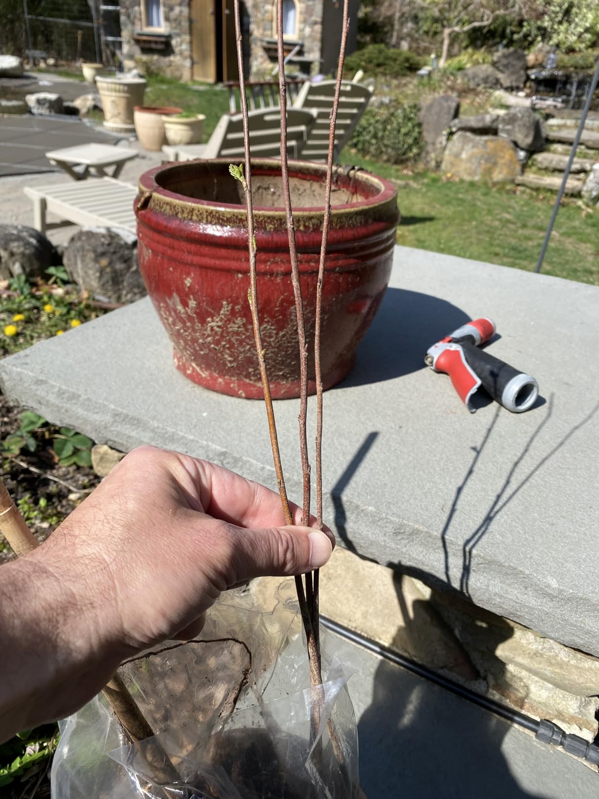 Amazon.com : River Birch Trees for Planting | Live Tree Seedlings (3 ...