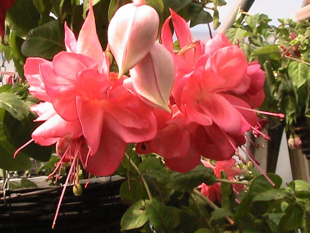 5 GIANT FLOWERED TRAILING FUCHSIA PLUG PLANTS (Peachy) : Amazon.co.uk ...