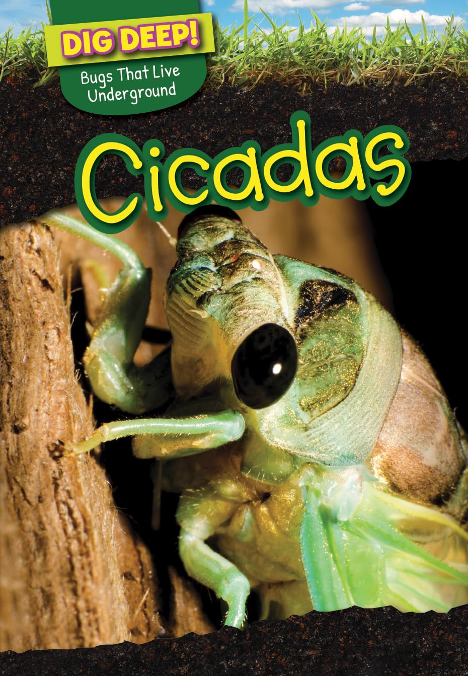 Amazon | Cicadas (Dig Deep! Bugs That Live Underground) | Buellis ...