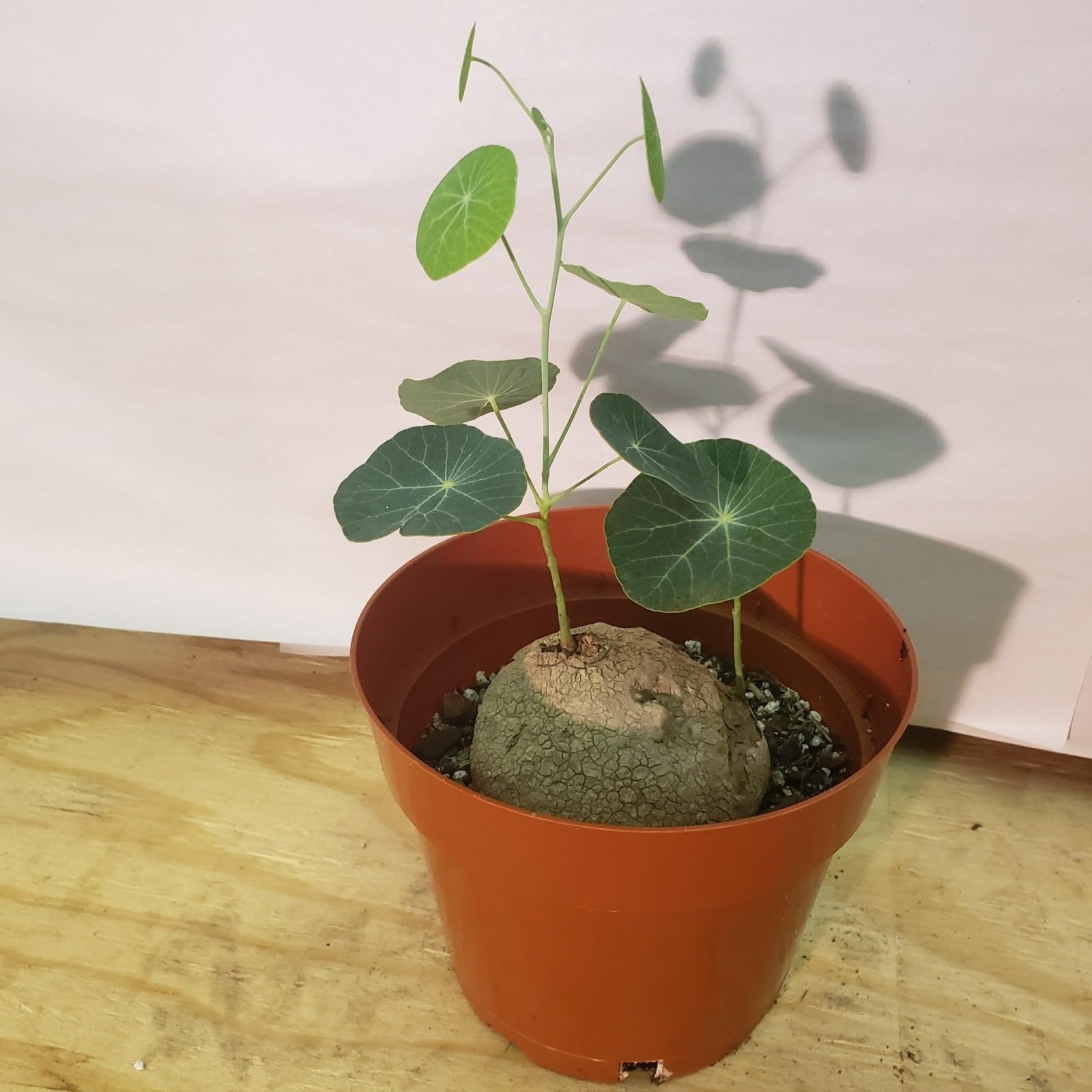 Stephania Bulbs Stephania Erecta Bulb Stephania Erecta Plant Stephania ...