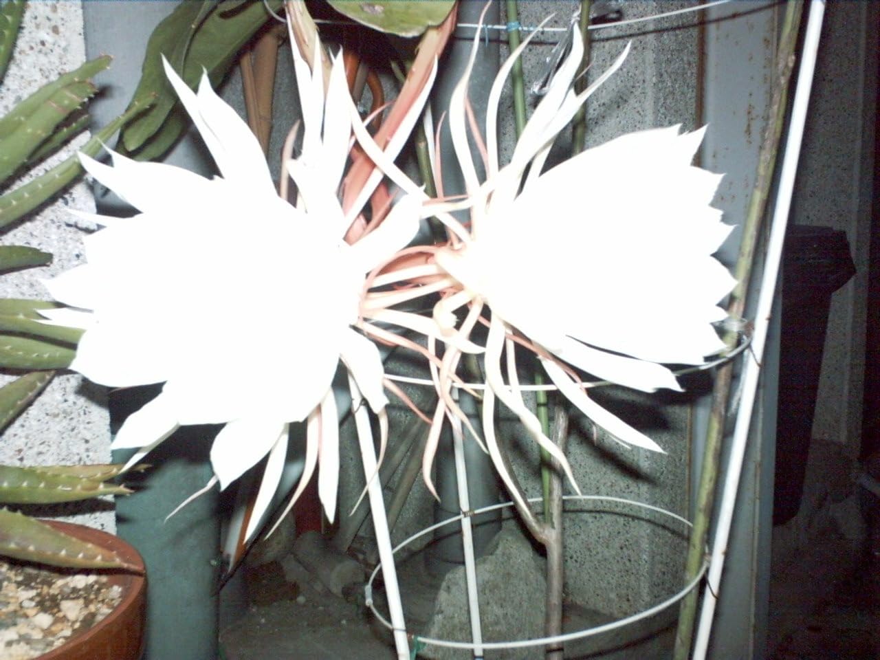 Amazon.co.jp: ジット エプソン(EPSON)対応 リサイクル インクカートリッジ ICBK62 ブラック対応 JIT-E62B : パソコン・周辺機器