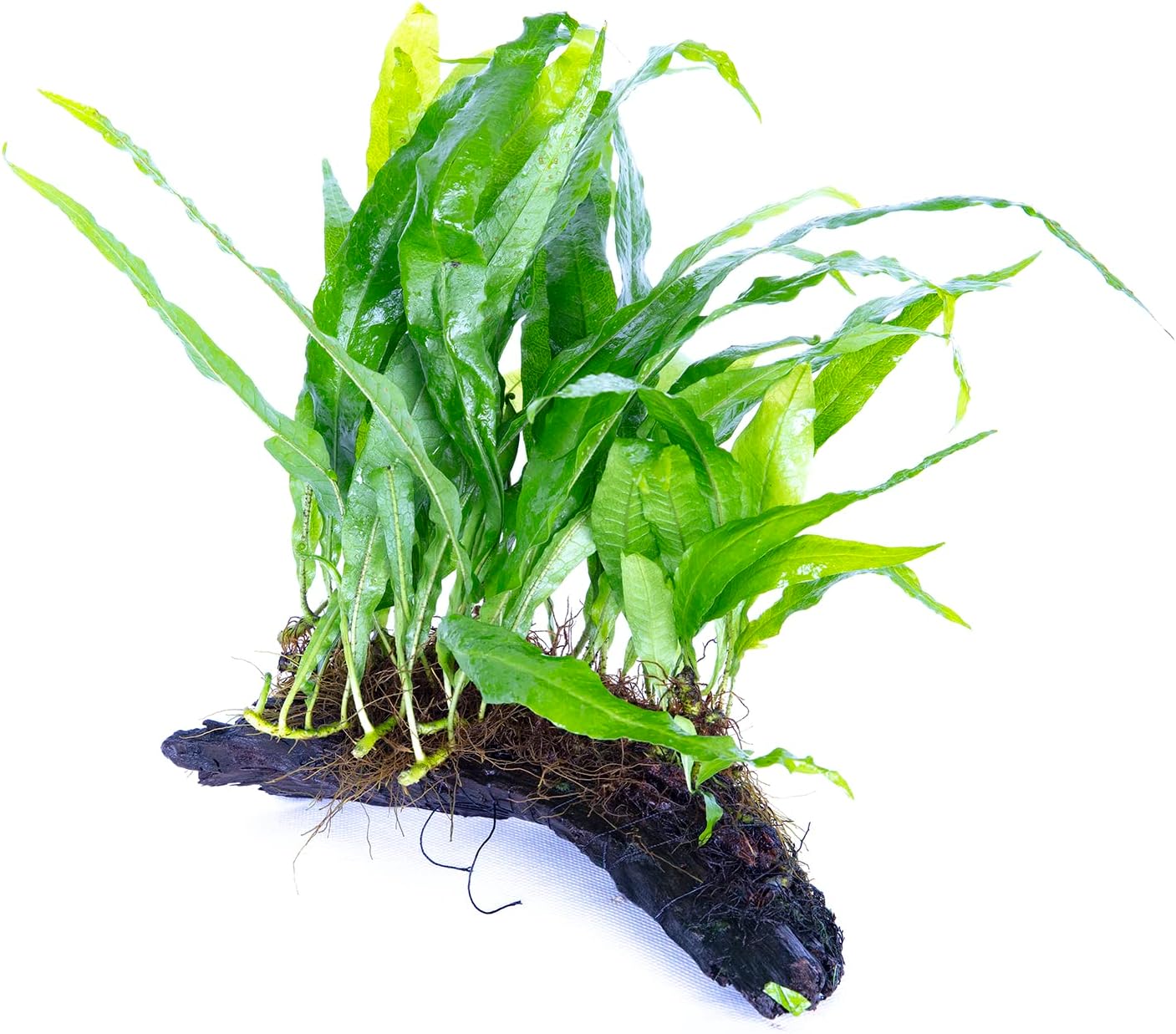 Java Fern Microsorium pteropus Live Aquarium Plants Aquatic Plant Fish ...