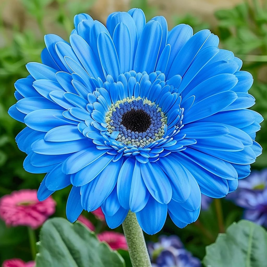 Gerbera Daisy Background Happy Gerbera Daisies, 12 24 Stems