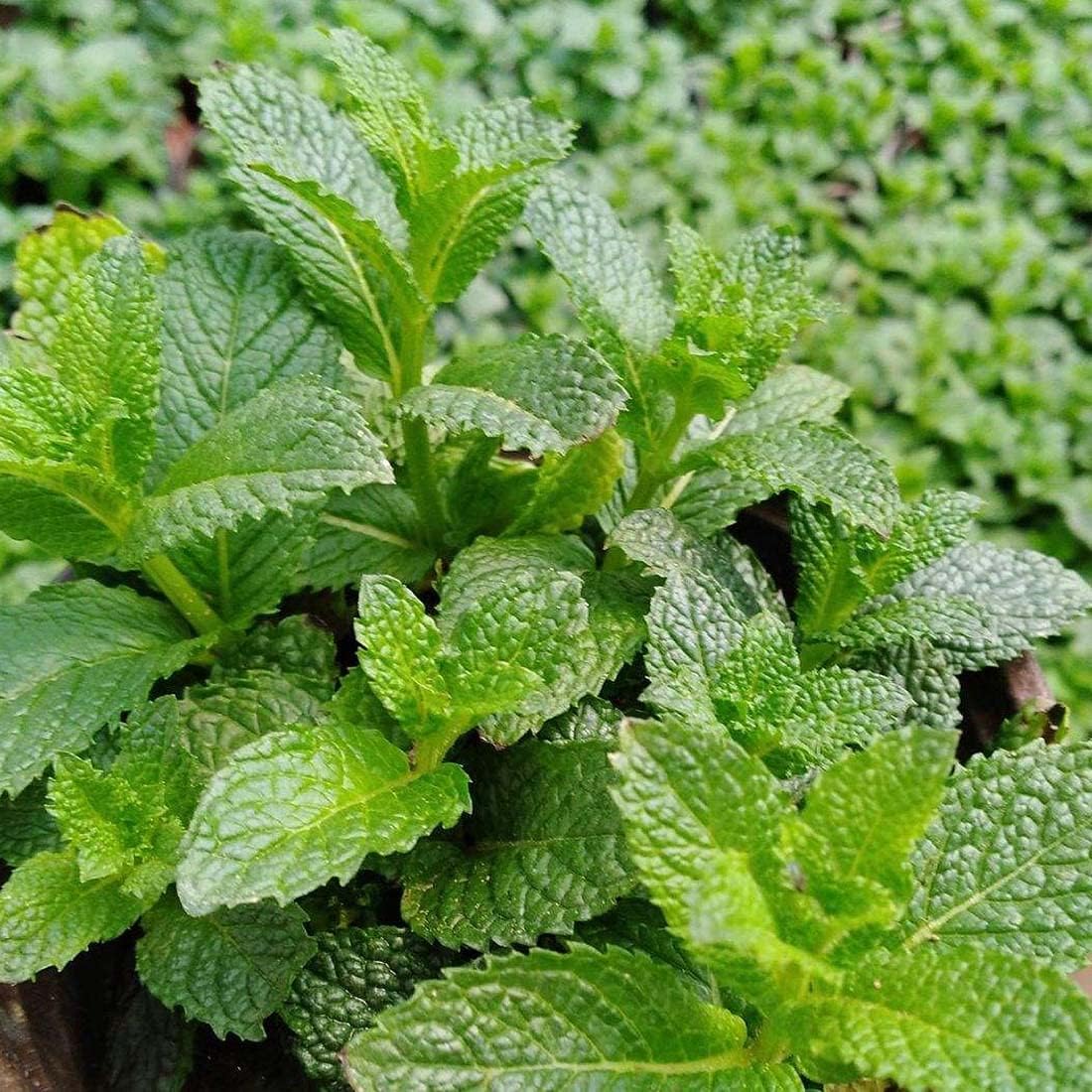 Amazon.com : TLSCS Citronella Lemon Balm Perennial 200+ Seeds Mosquito ...