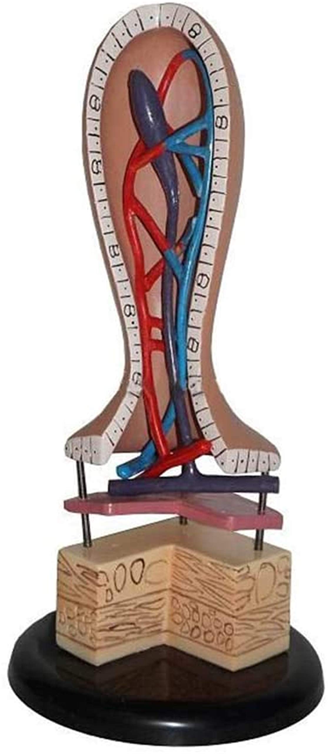 Piaolign Body Model Intestinal Villi Model Anatomy Model Human ...