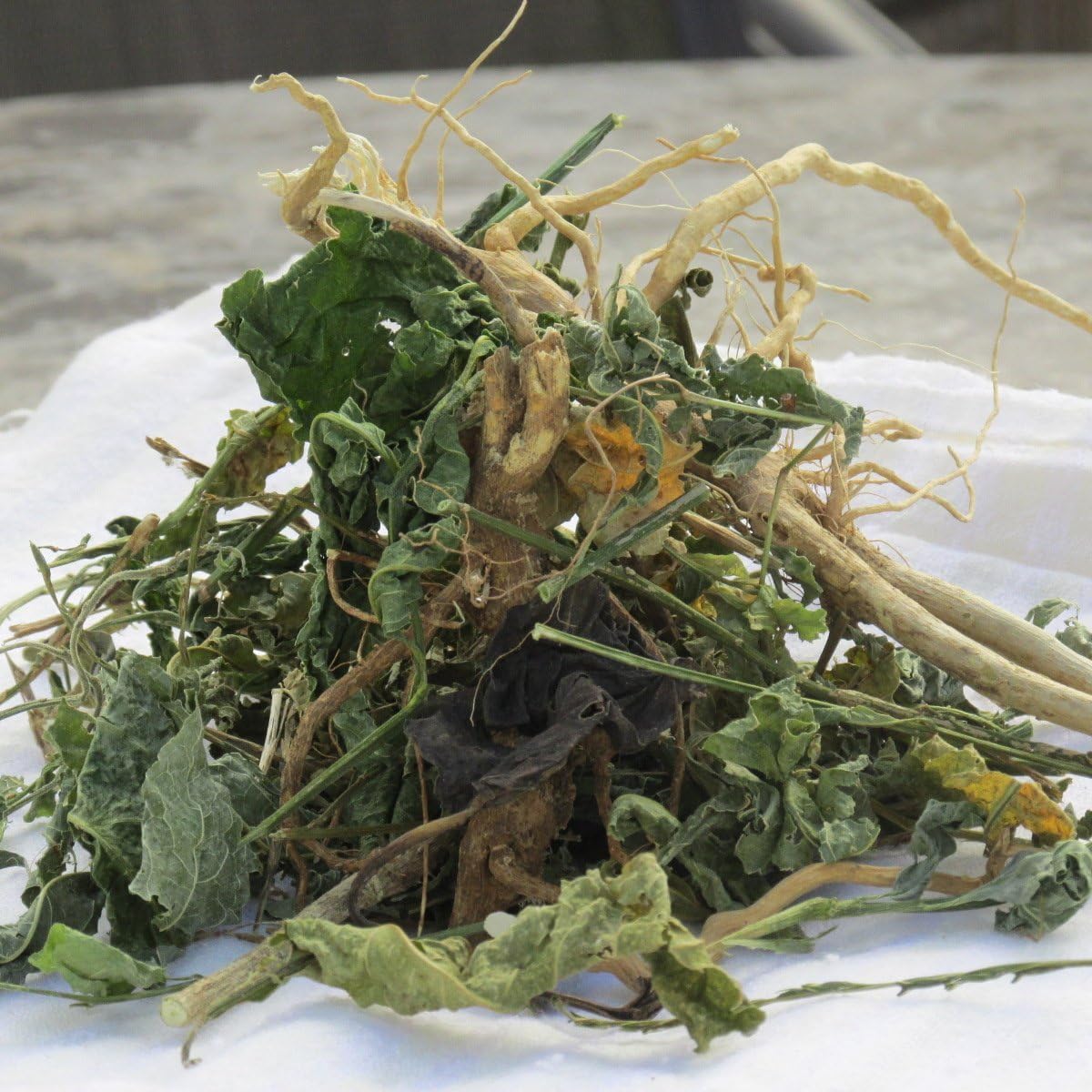 Amazon.com: Jamaican Guinea Hen Weed 100% Roots and Leaves,1/2 OZ Pack ...