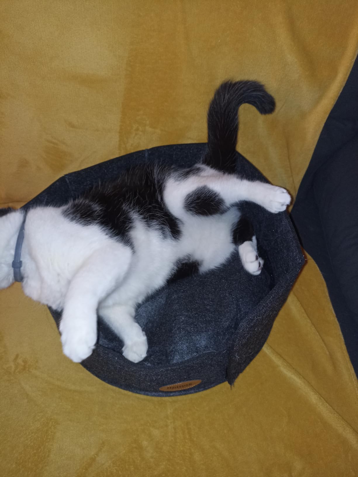 Knupis Lit pour Chat - en Feutre Écologique - avec Coussin Lavable ...