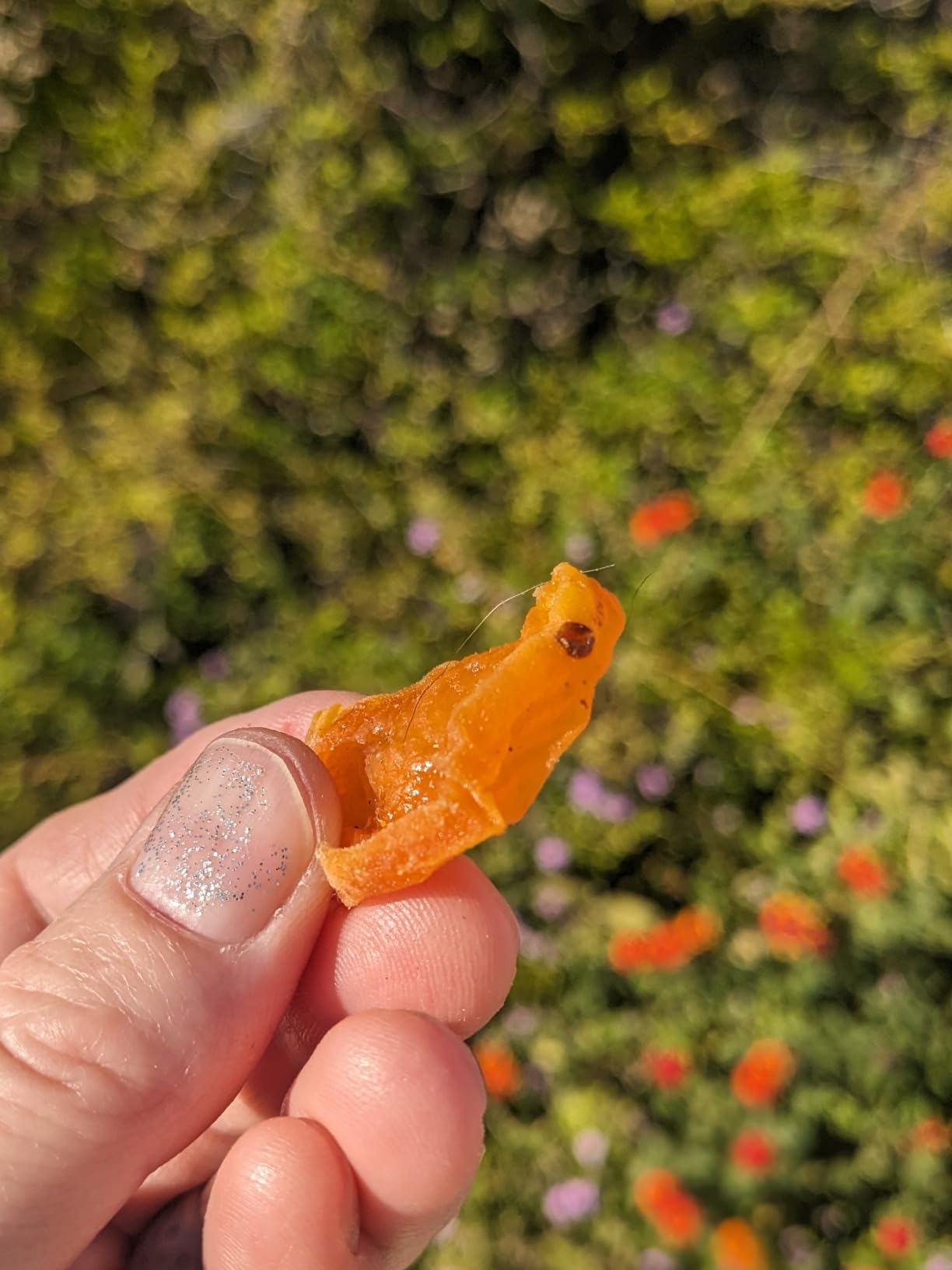 Amazon.com: Eastanbul Extra Dried Apricot Jerky Sun Dried Apricots 14 ...