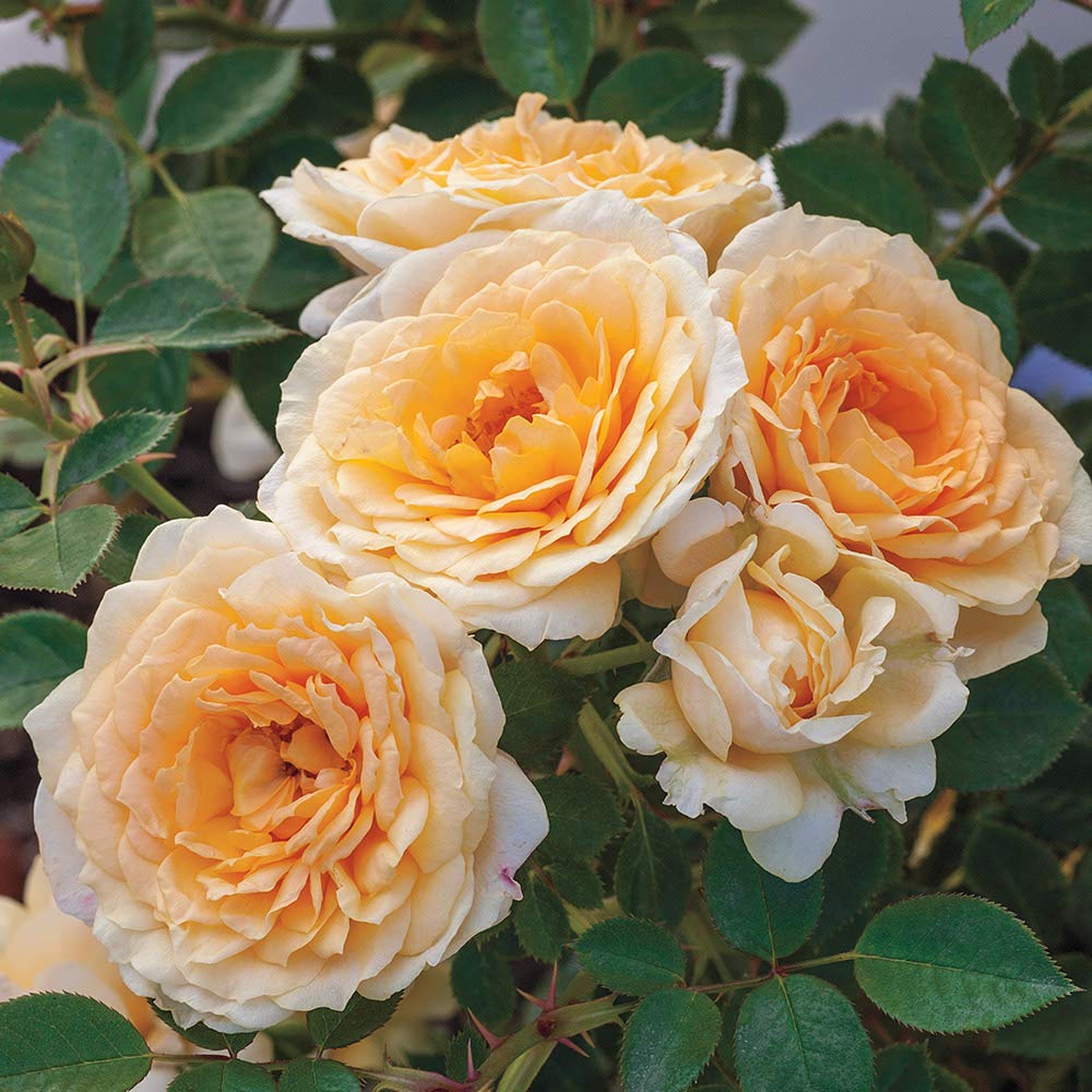 Amazon.com : Heirloom Roses Rose Plant - Edith's Darling™ Fragrant Rose ...