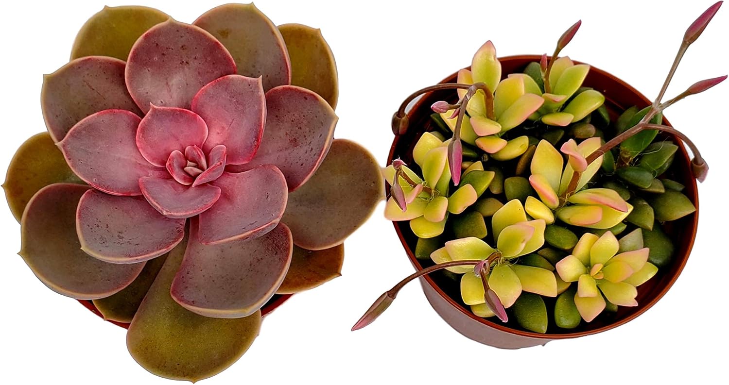 Amazon.com : Fat Plants San Diego Succulent Plant(s) Fully Rooted in 4 ...