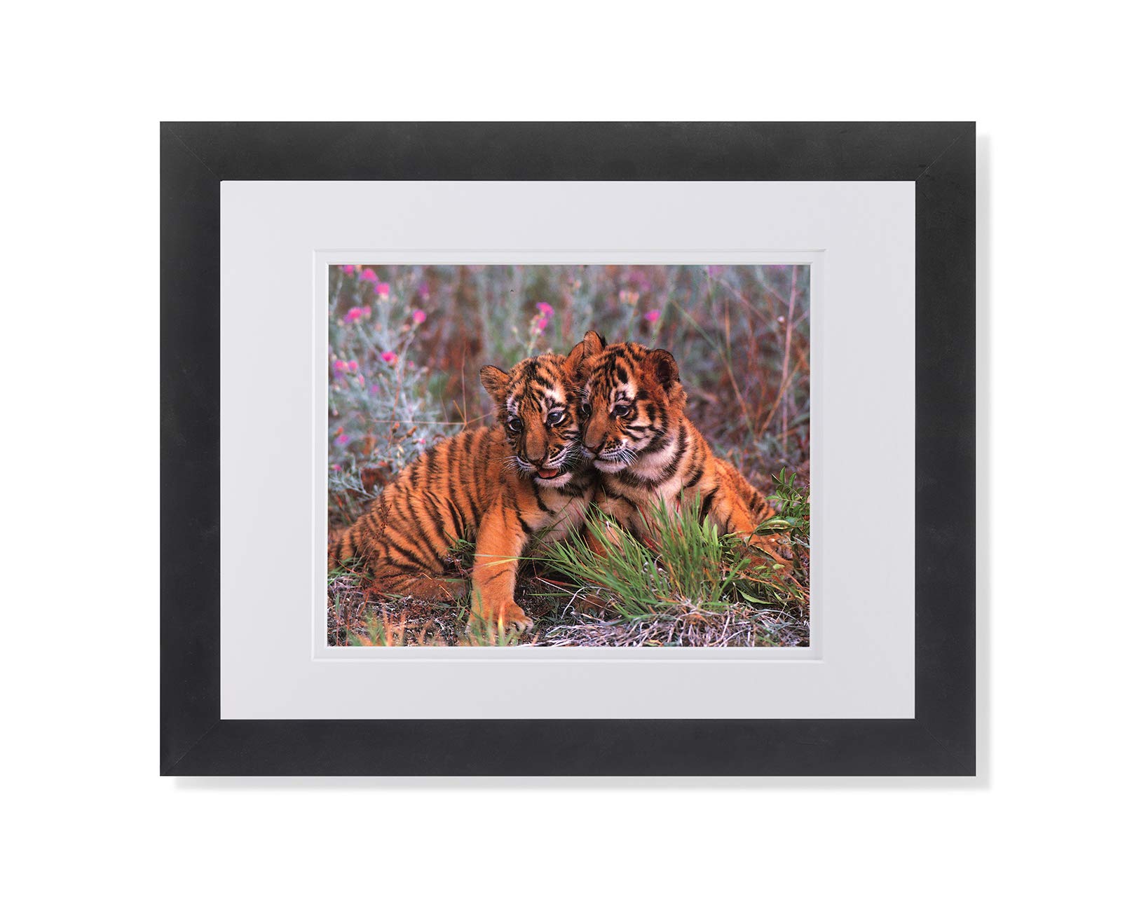 Baby Tigers Cuddling