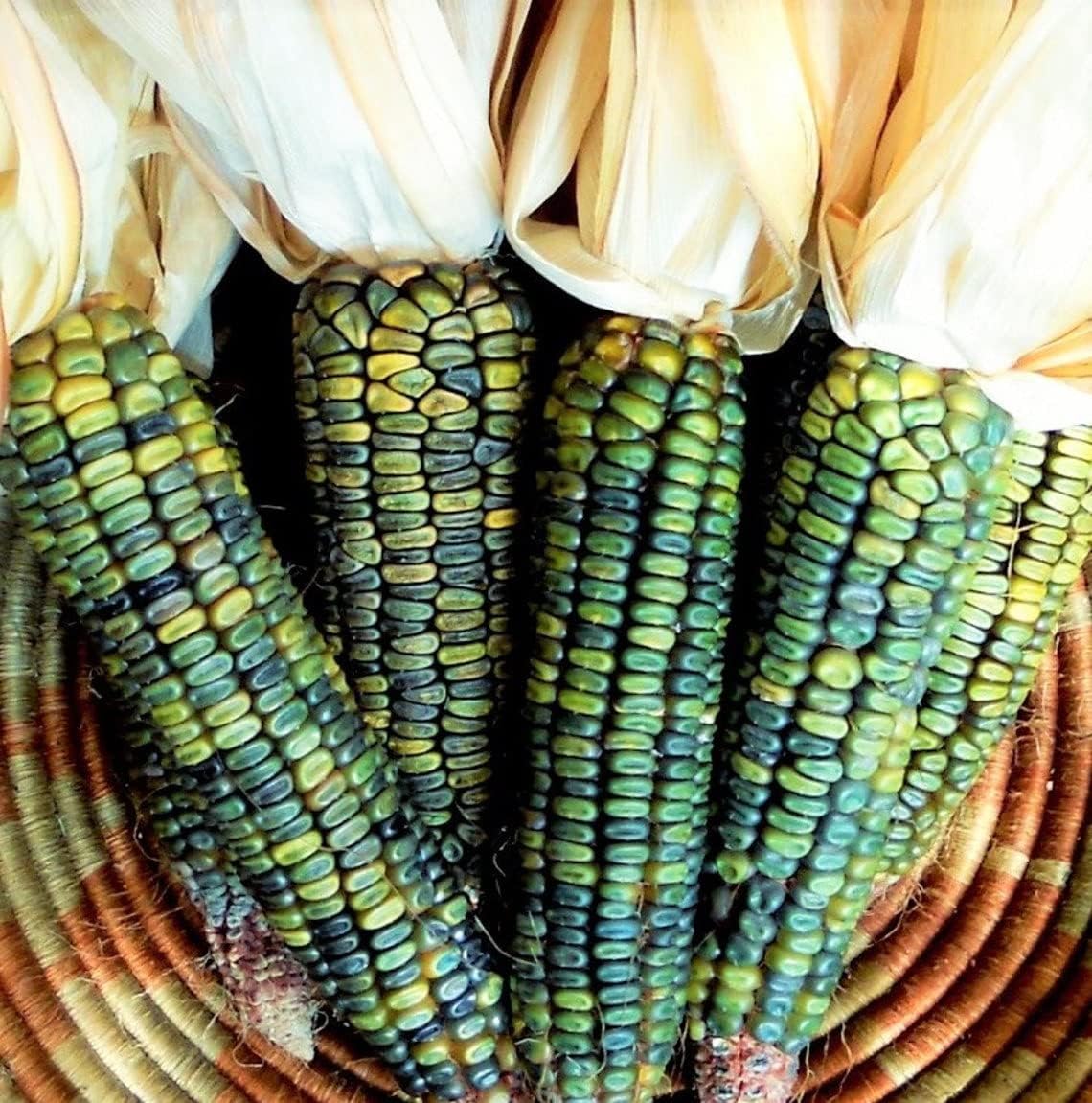 Amazon.com : Ornamental Corn Seeds (DTA) (Oaxacan Green Dent; 30+ Count ...