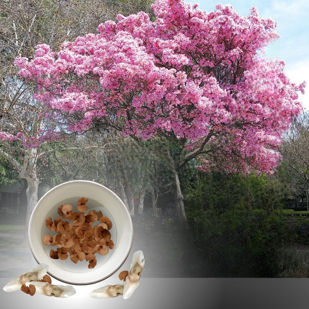 Green Paradise Tabebuia Rosea pink trumpet tree Seeds (pack of 20 seeds ...