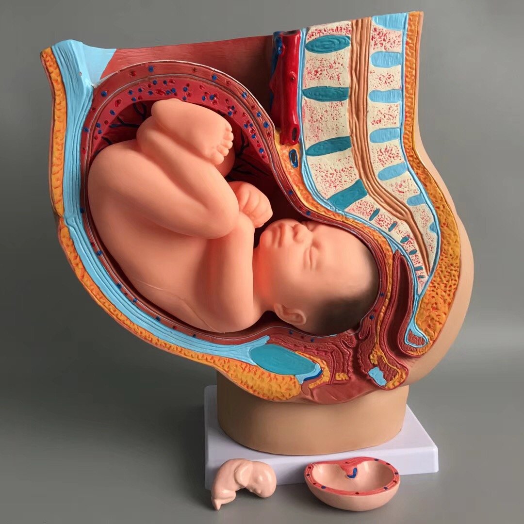 Life-Size Human Female Pelvic Section Pregnancy Model with Removable ...