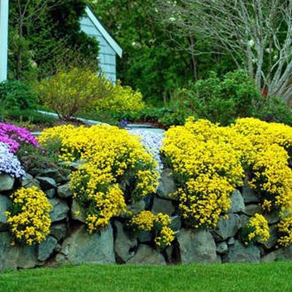 Landscaping With Perennial Alyssum