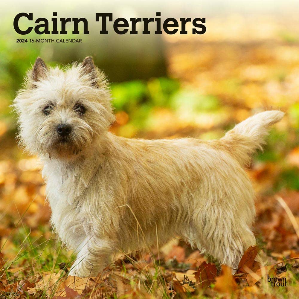 Cairn Terriers | 2024 12 x 24 Inch Monthly Square Wall Calendar ...