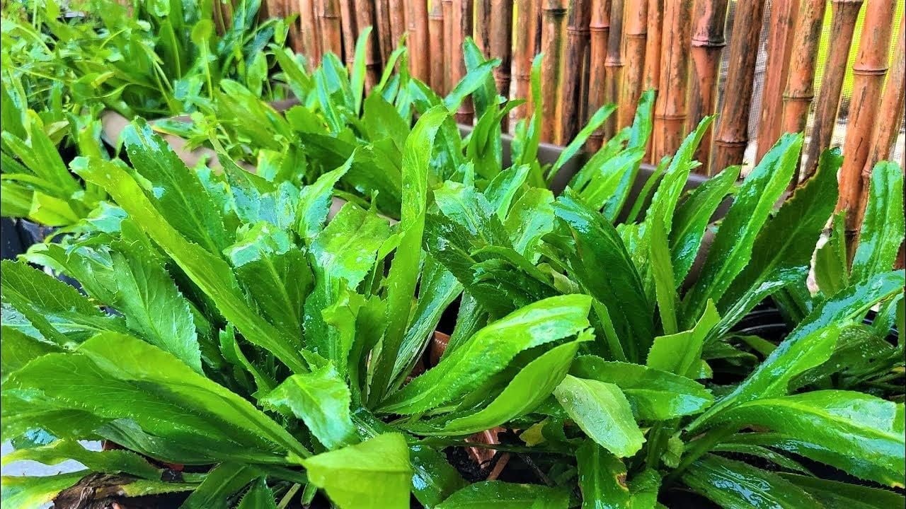 Amazon.com : Culantro Plant Live for Planting Outdoors, 4 Plants, Well ...