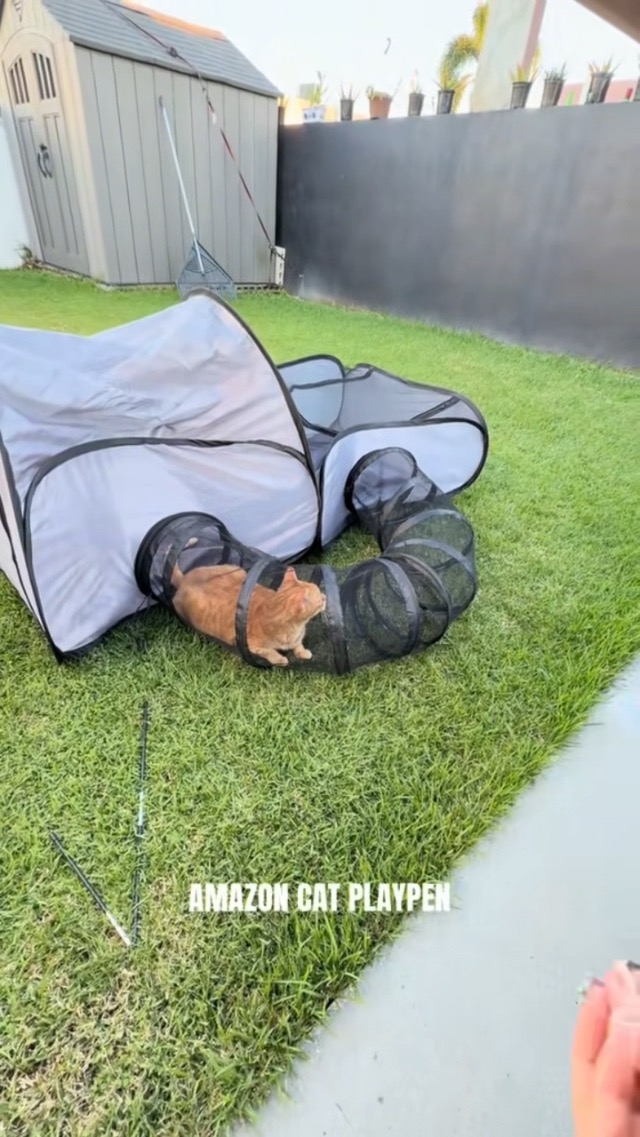 Watch For cats that love the sun!! on Amazon Live