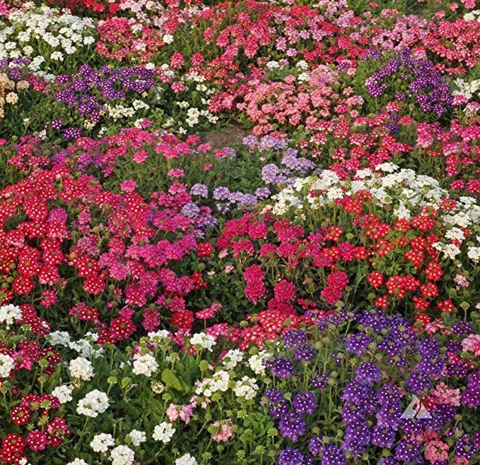 AYWAL Verbena Dwarf Flower Seeds Flowering Plants Seeds (60 Seeds Pack ...