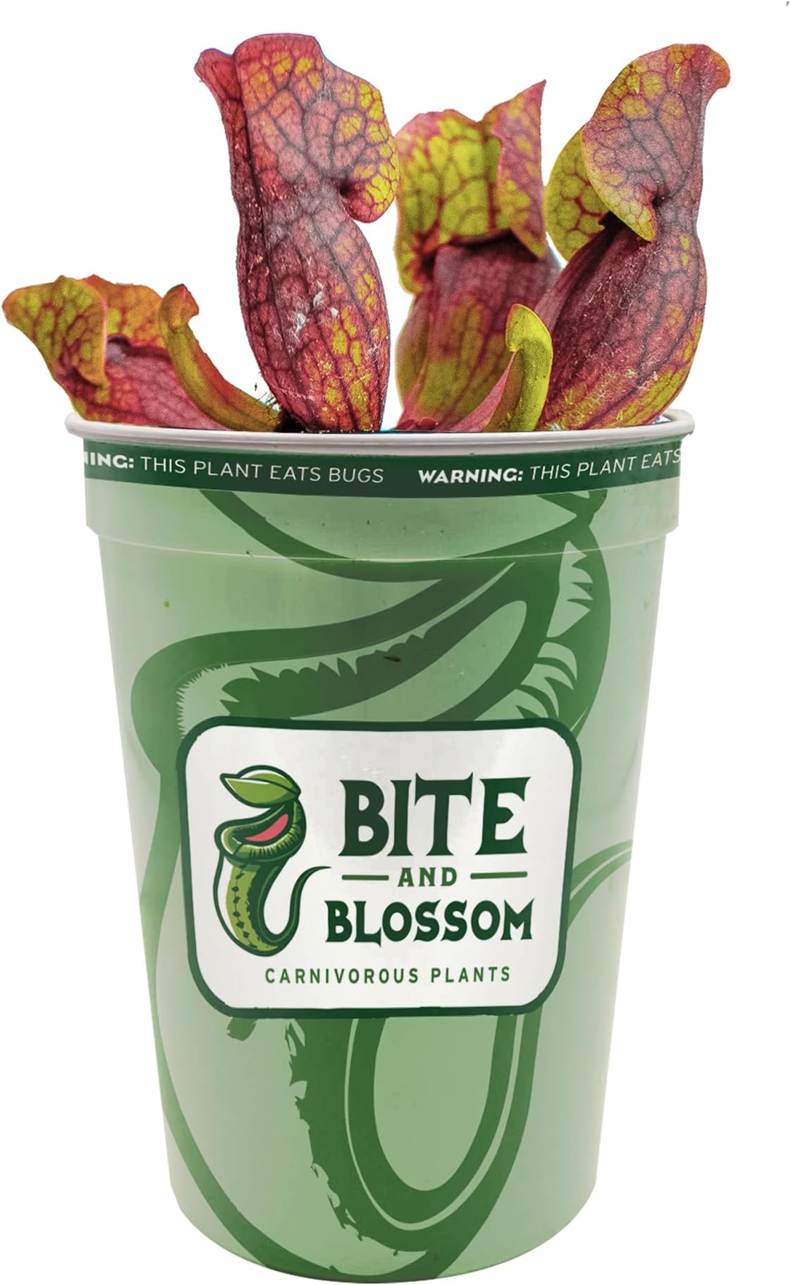 Amazon.com : MITRAEE Enchantress Carnivorous Plant Seeds : Patio, Lawn ...