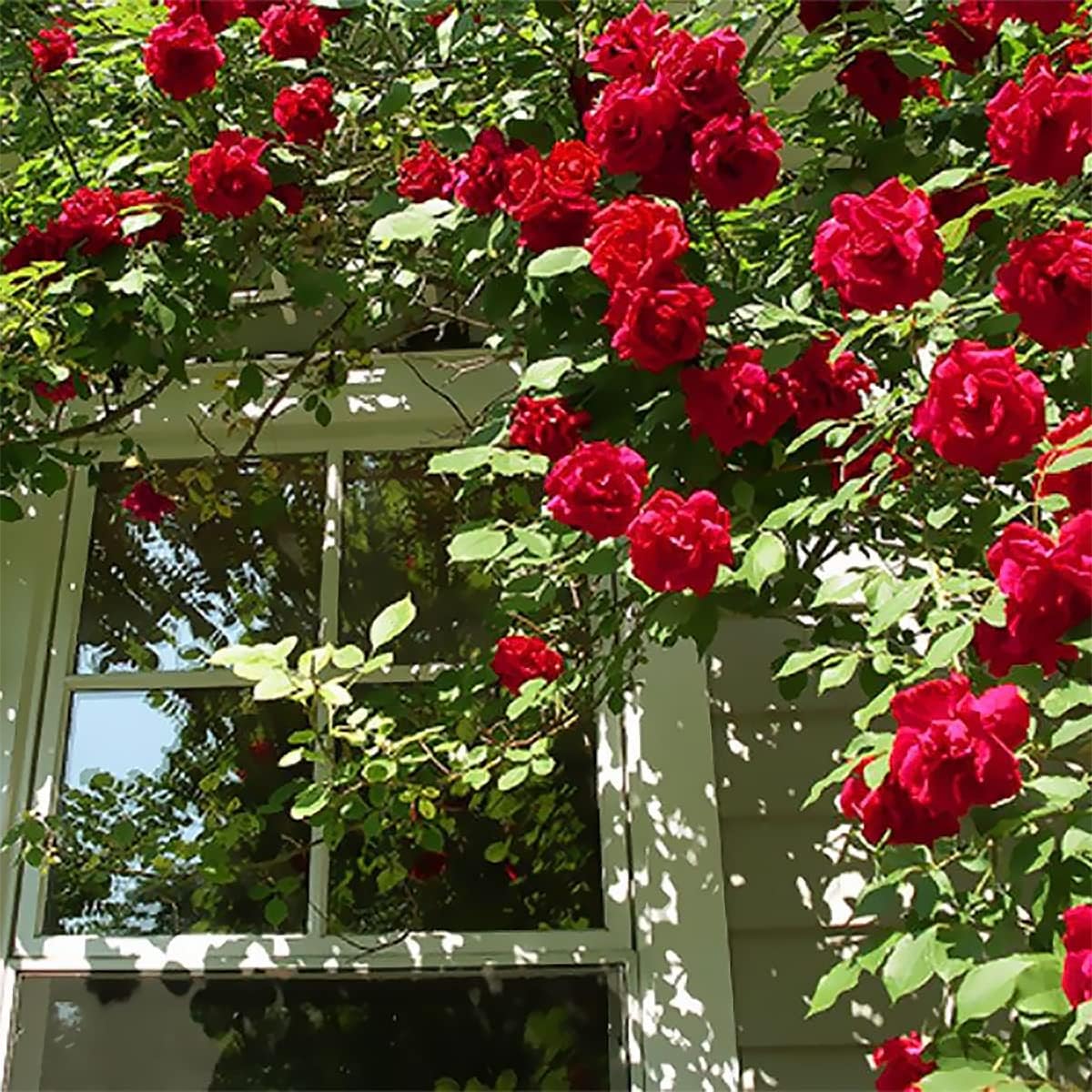 1 Fragrant Rosa Random Selection of Red Climbing English Rose Bare ...