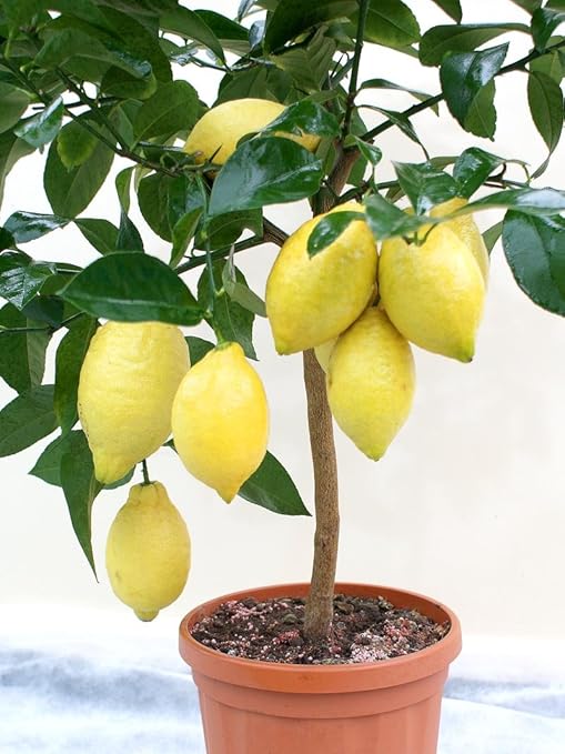 Lemon Tree (Four Seasons) : Amazon.co.uk: Garden