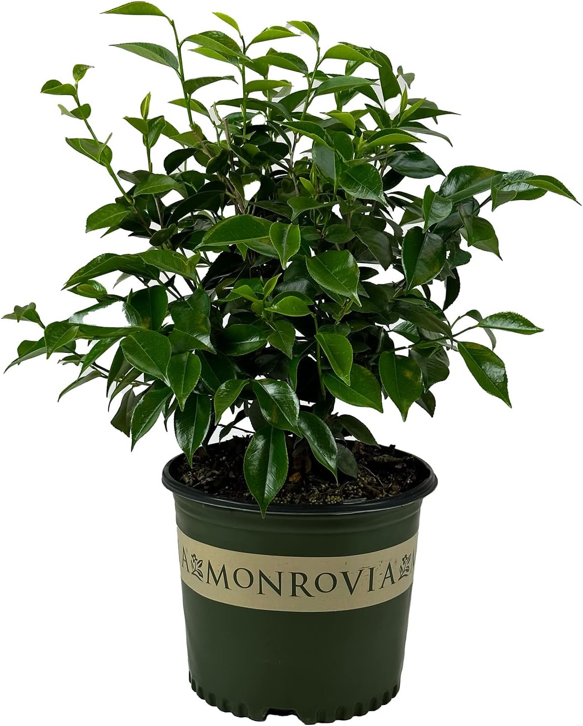 Amazon.com : Grace Albritton Pink Camellia Japonica | Live Plant ...