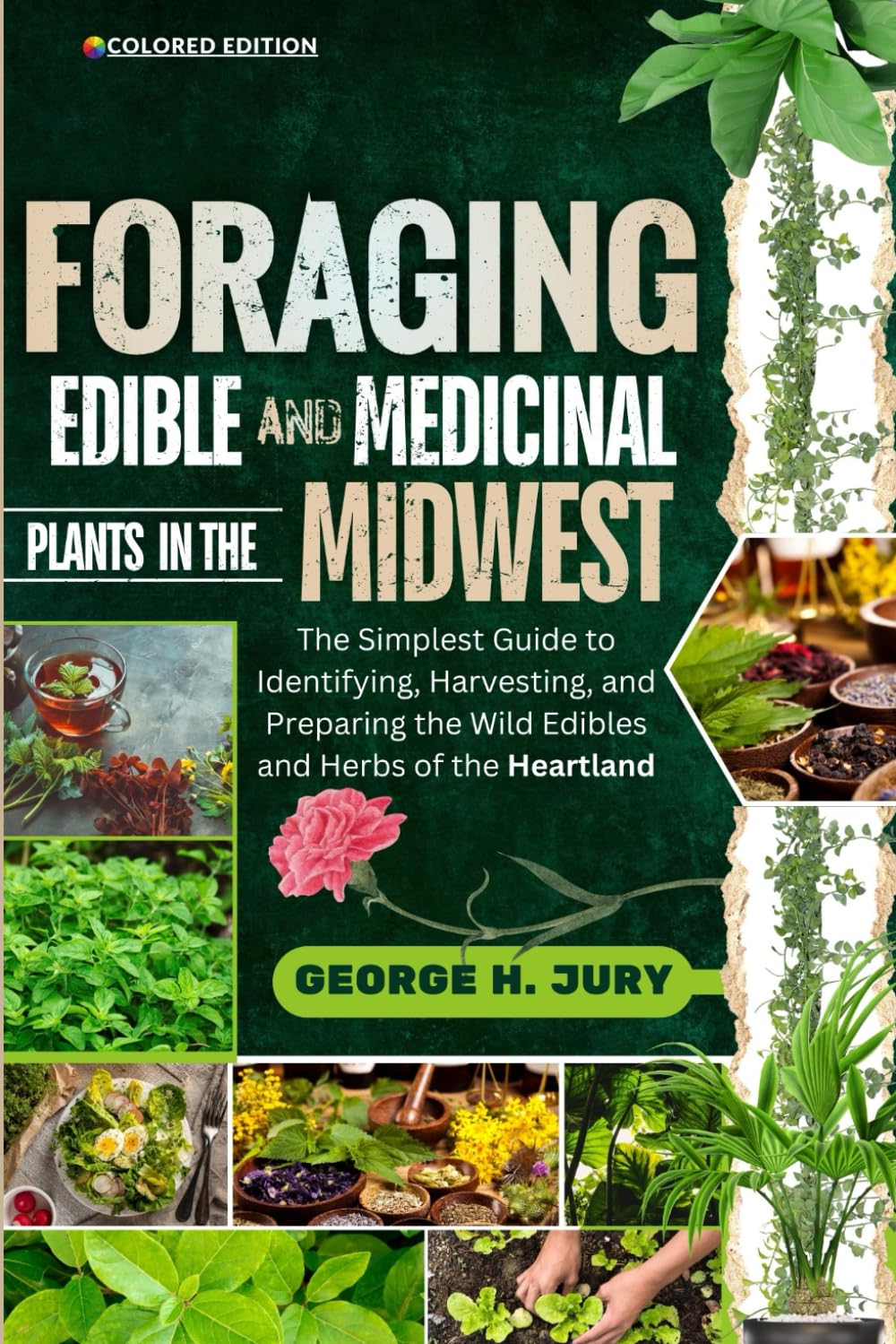 FORAGING EDIBLE AND MEDICINAL PLANTS IN THE MIDWEST: The Simplest Guide ...
