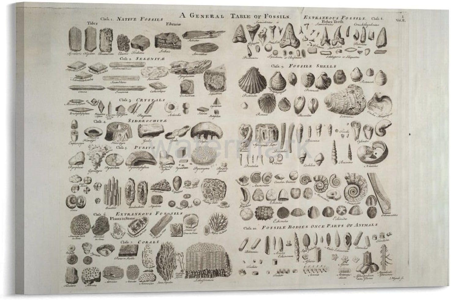 Amazon.com: MUMURRT A GENERAL TABLE of FOSSILS Poster Classroom Poster ...