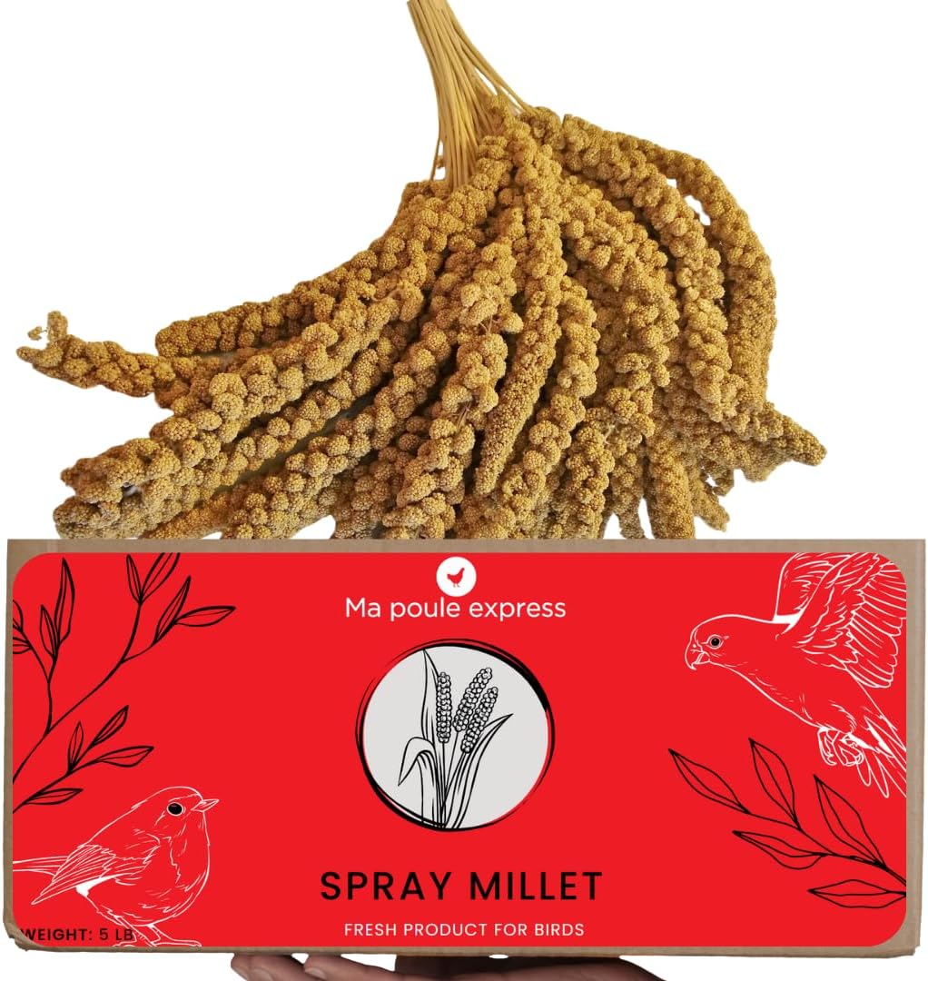 Amazon.com : 5LBS Millet Spray for Birds, GMO-Free, Sun Dried Spray ...