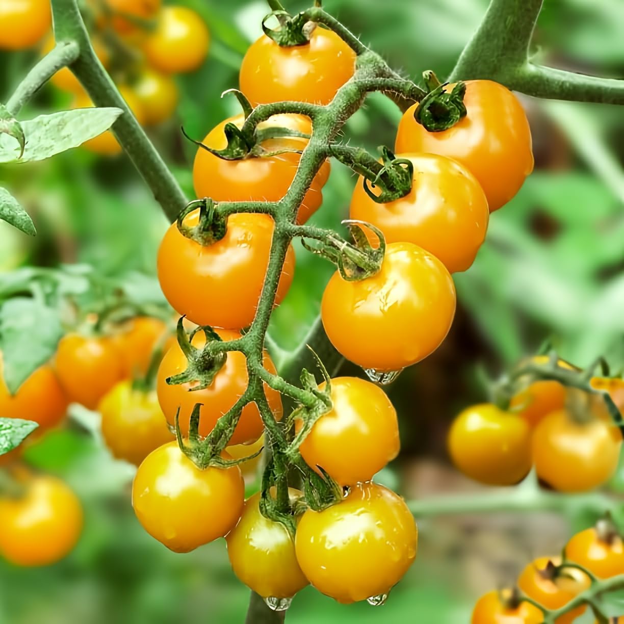 Amazon.com : Sun Gold Cherry Tomato Seeds 25+ Seeds : Patio, Lawn & Garden