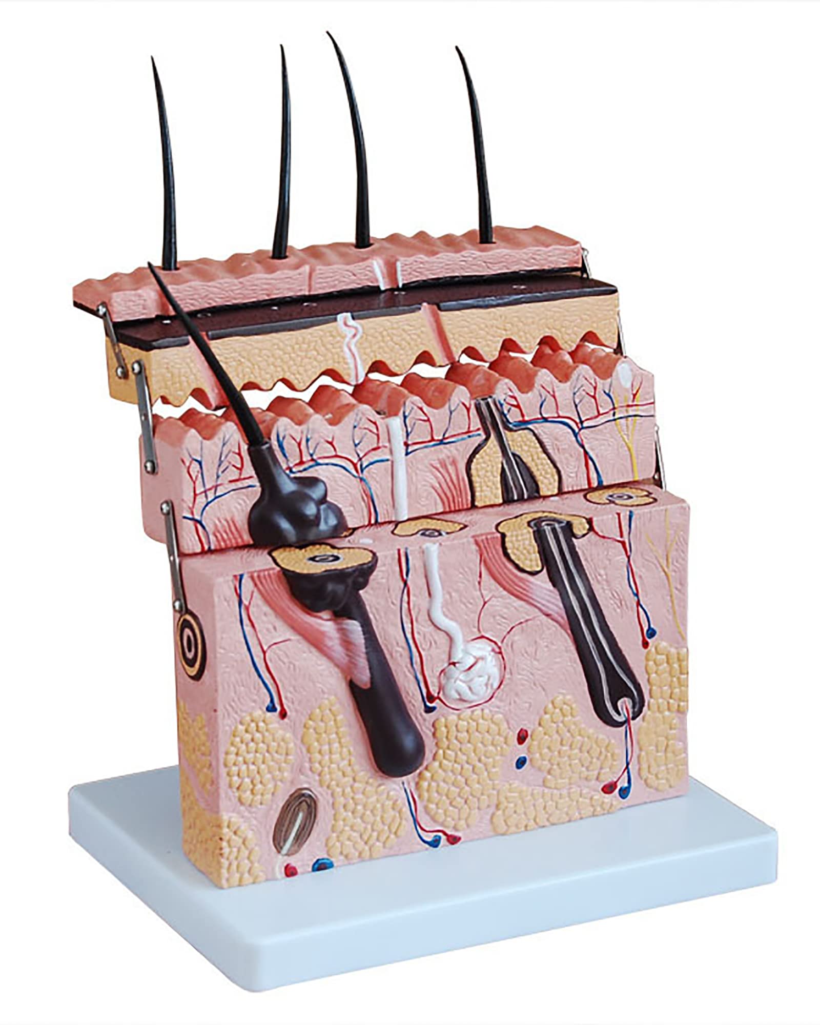 Buy Human Skin Cross-Section Model PVC Epidermis And Dermis Anatomical ...
