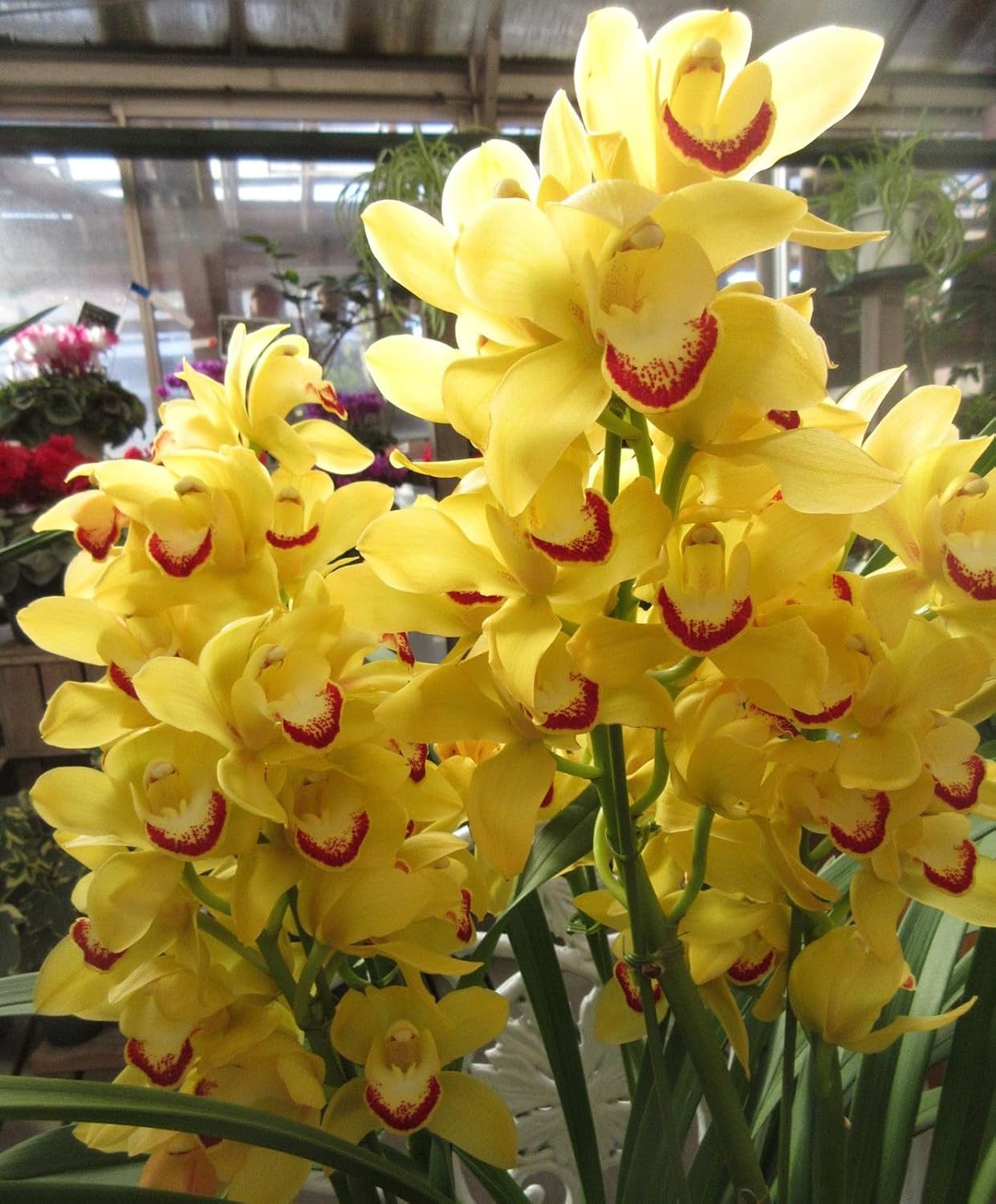 Amazon.com : (Cymbidium for Planting) Simple to Grow Indoor or Outdoor ...