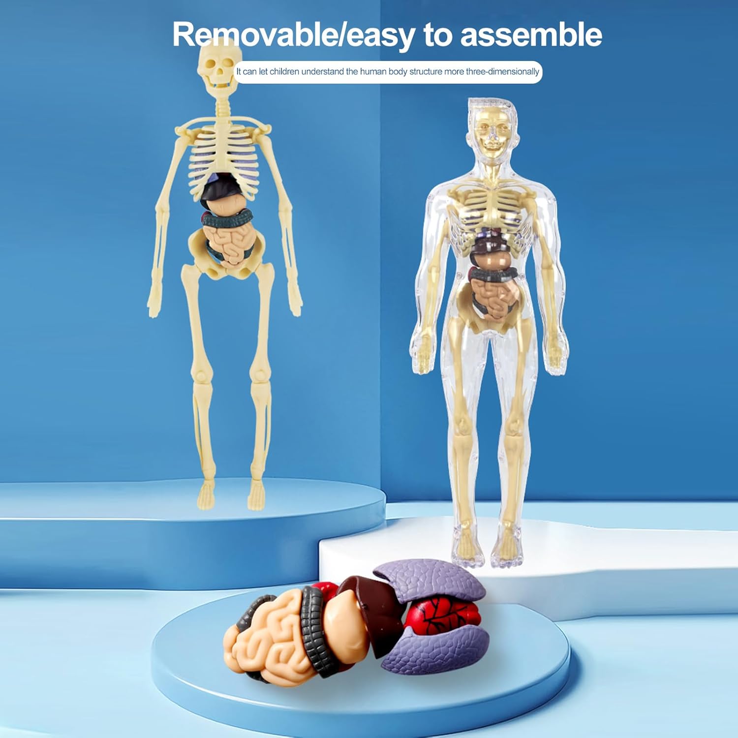 Paquete de 2 modelos de cuerpo humano para niños, cuerpo humano ...