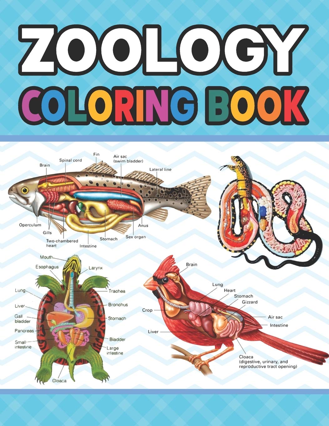 Buy Zoology Coloring Book: Learn The Zoology & Enhance Your Practice ...
